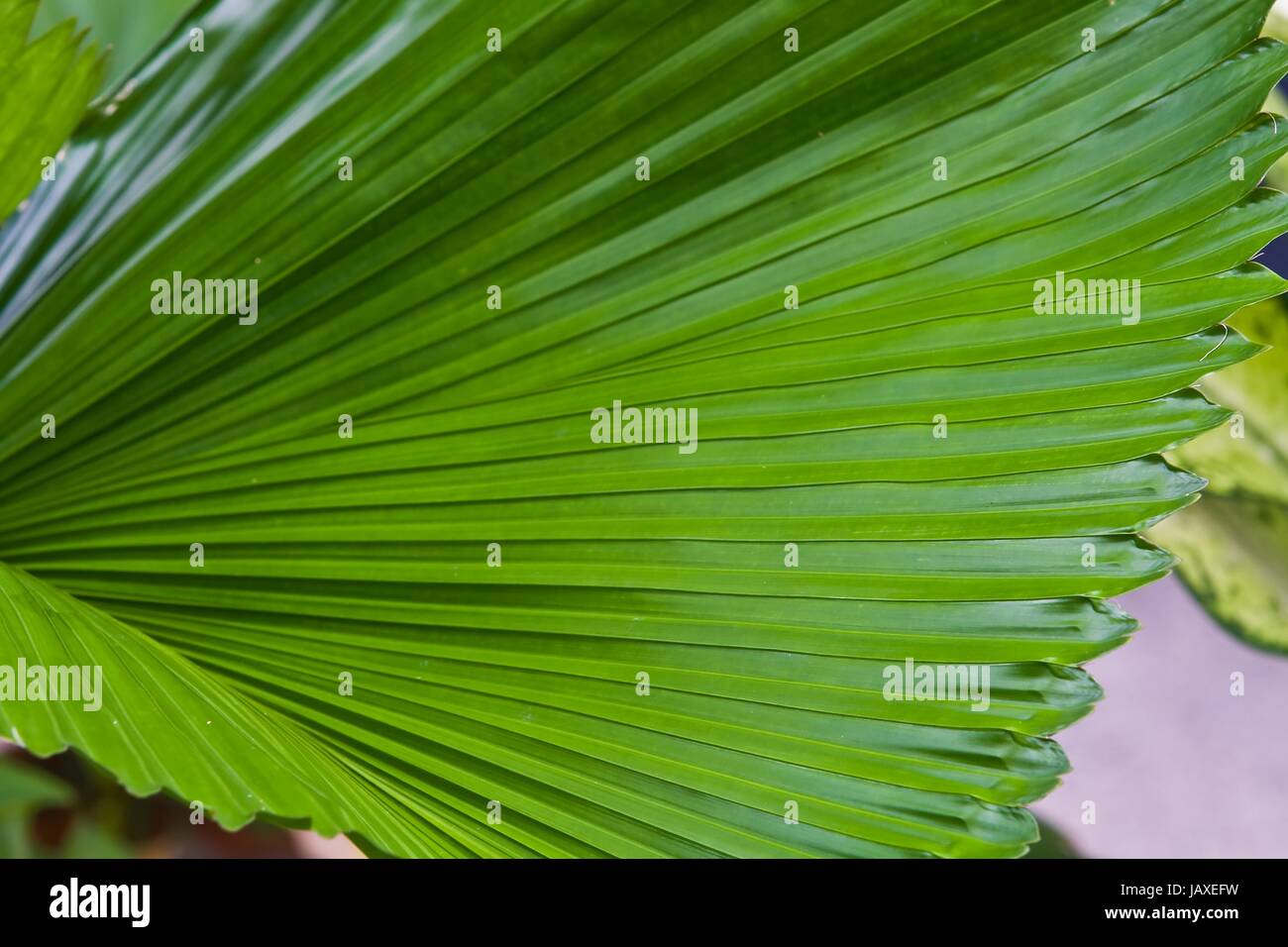 Palm Leaf Pattern Stock Photo - Alamy