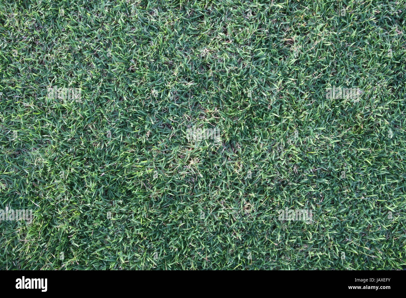 Close-up image of fresh spring green grass field Pattern Stock Photo ...