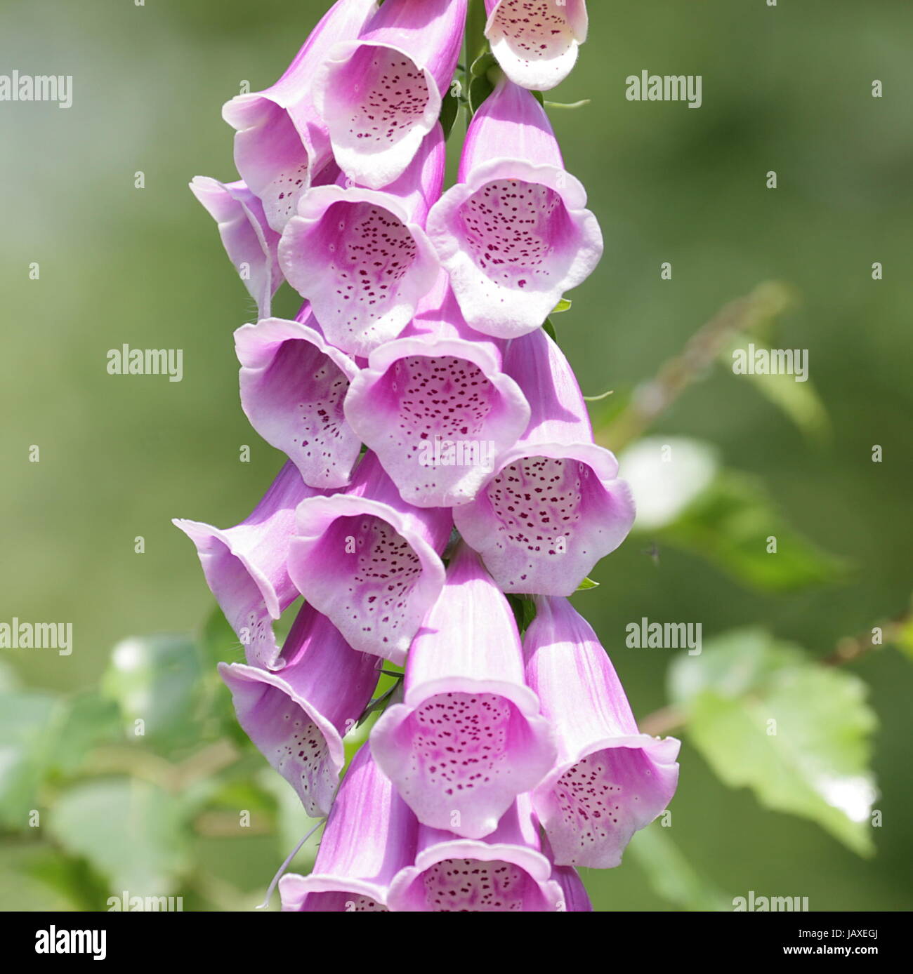 Digitalis poisoning hi-res stock photography and images - Alamy