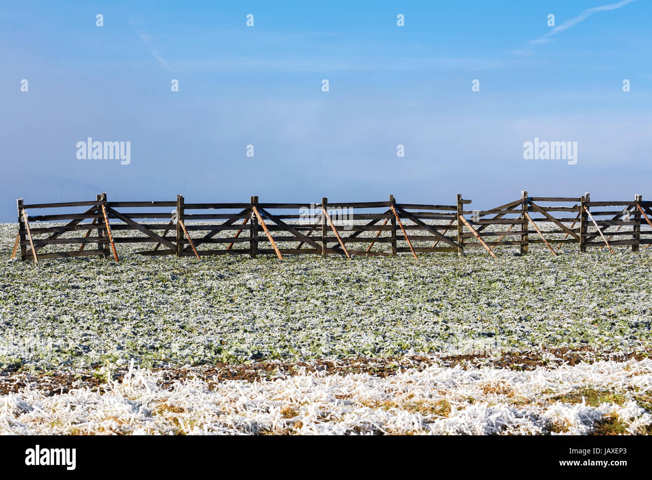 winter background with frost grass and snowdrift barrier against blue ...