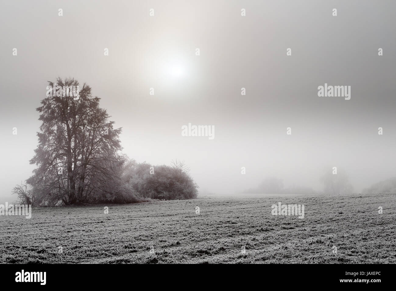 sunny winter misty scenery with frozen landscape in winter Stock Photo ...