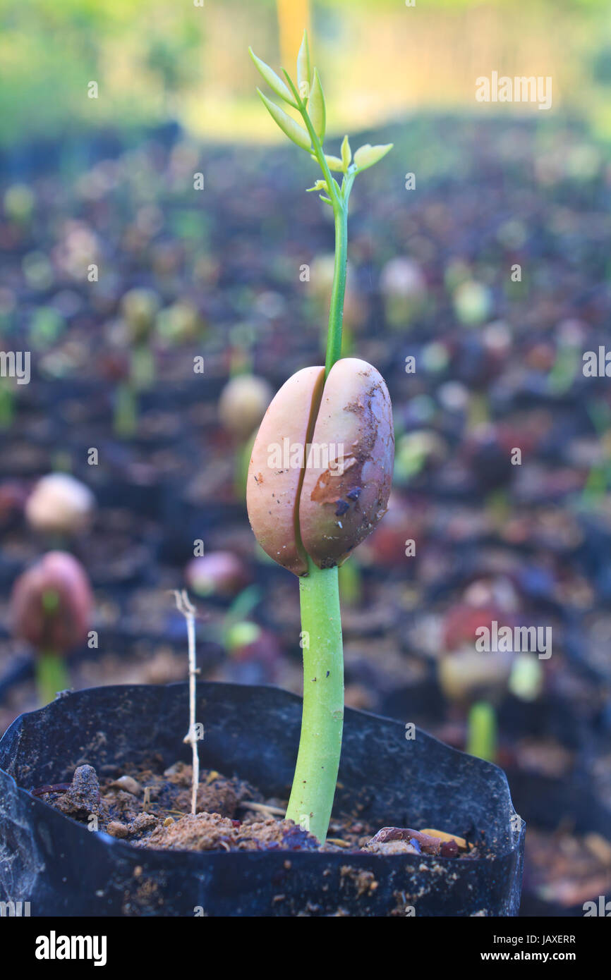 Sowing seed in propagator hi-res stock photography and images - Alamy