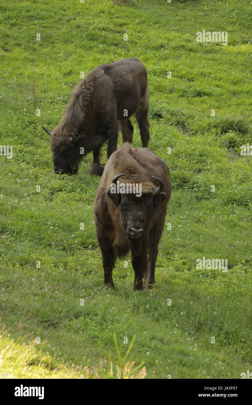 Bison bisons wild cattle hi-res stock photography and images - Alamy