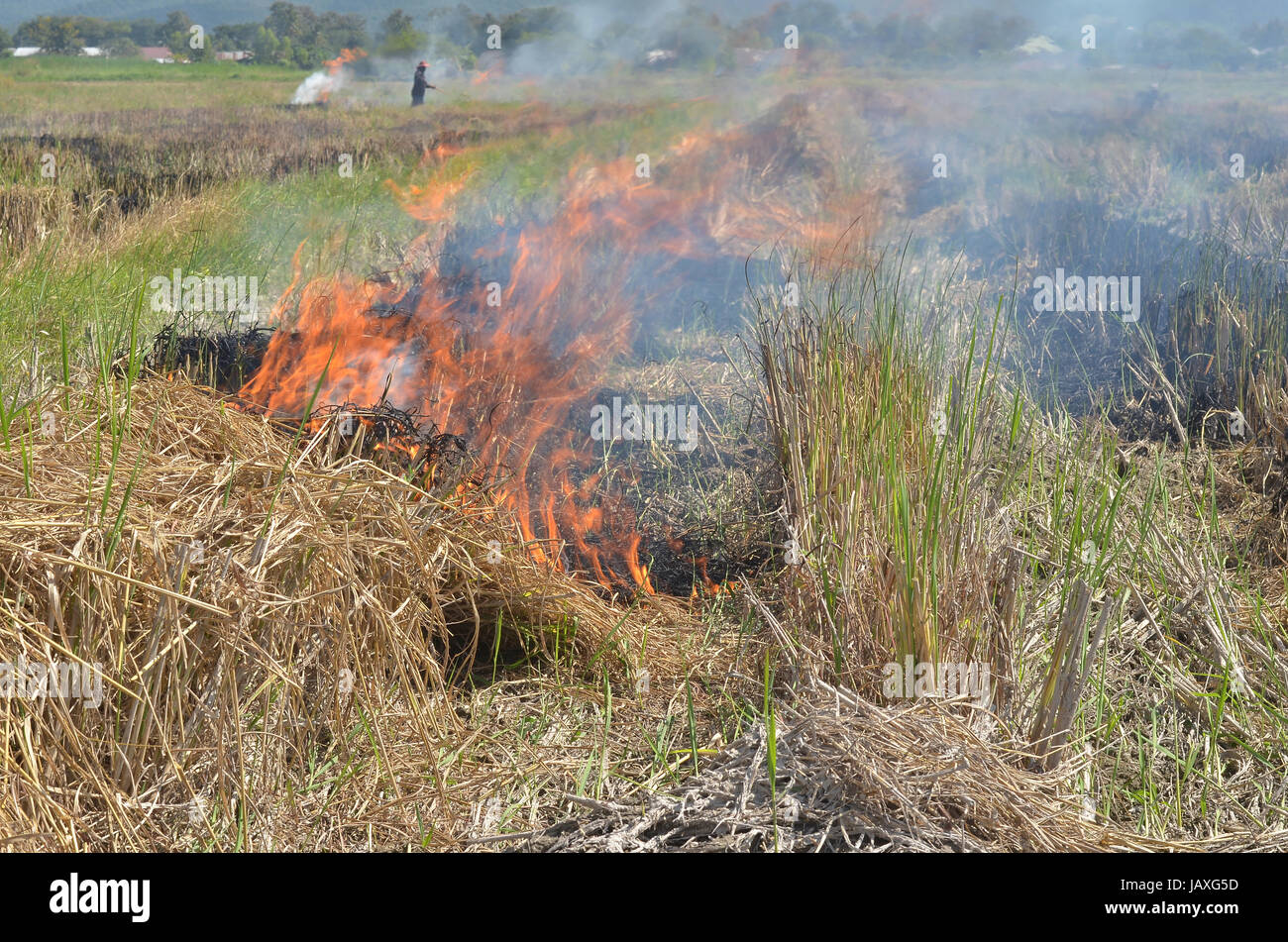 Farmer are burning of rice straw in the field Stock Photo - Alamy