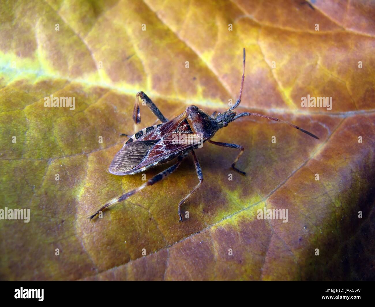 american pine bug Stock Photo - Alamy
