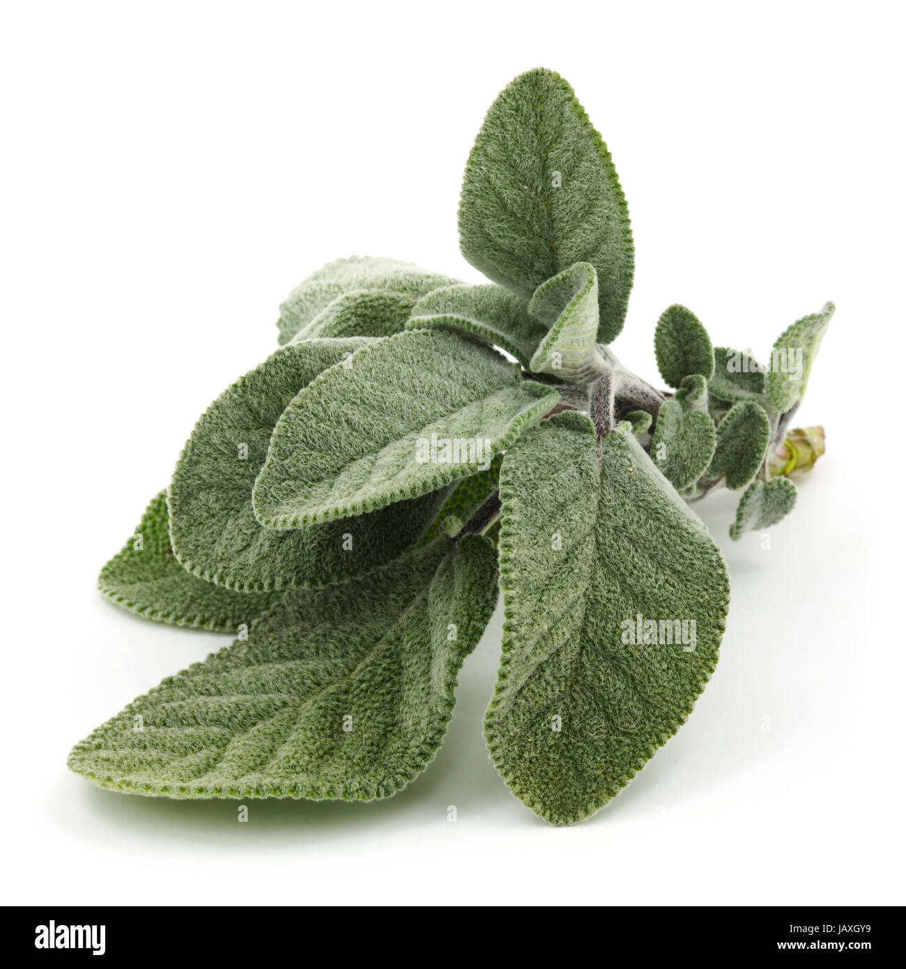 Salbei, Nahaufnahme der Pflanze auf weissem Hintergrund Stock Photo - Alamy