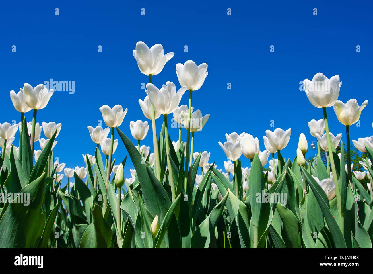 Beautiful colourful tulip flowers background in spring Stock Photo - Alamy