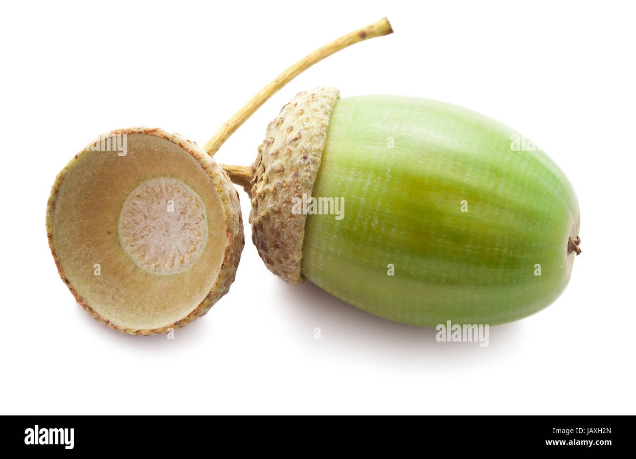 Beautiful macro photo of acorn, isolated on white background Stock ...