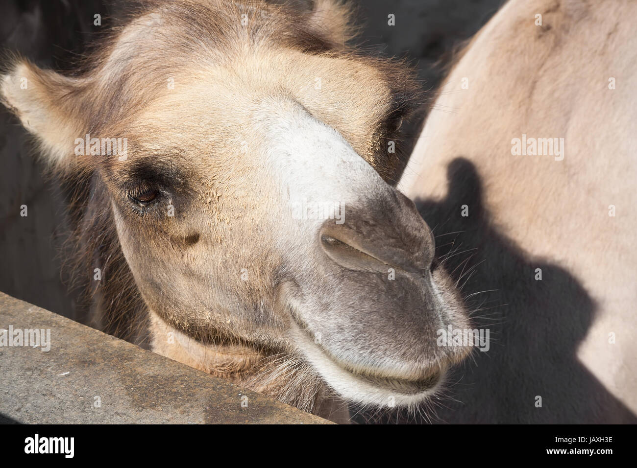 Nice close up photo of big camel Stock Photo - Alamy