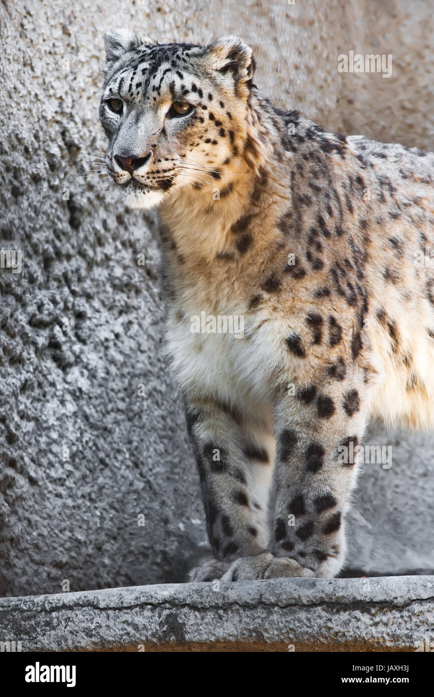 Beautiful close-up photo of rare Snow Leopard Stock Photo - Alamy