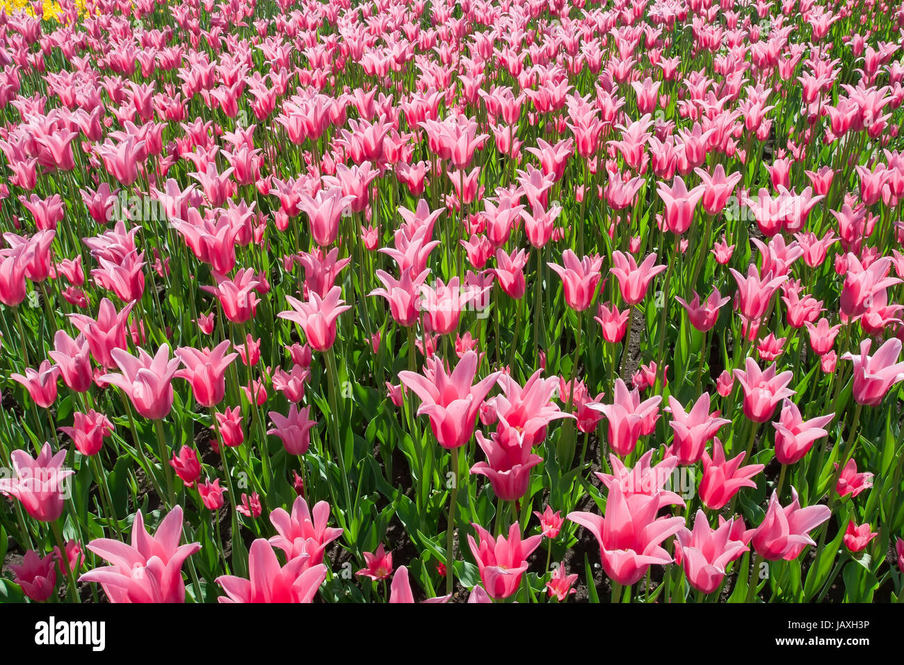 Beautiful colourful tulip flowers background in spring Stock Photo - Alamy