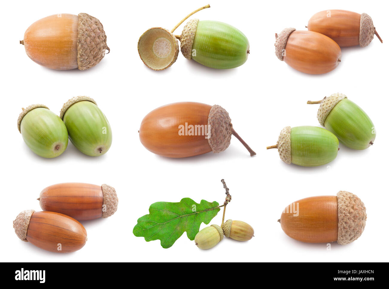 Beautiful macro photos of acorns, isolated on white background Stock ...