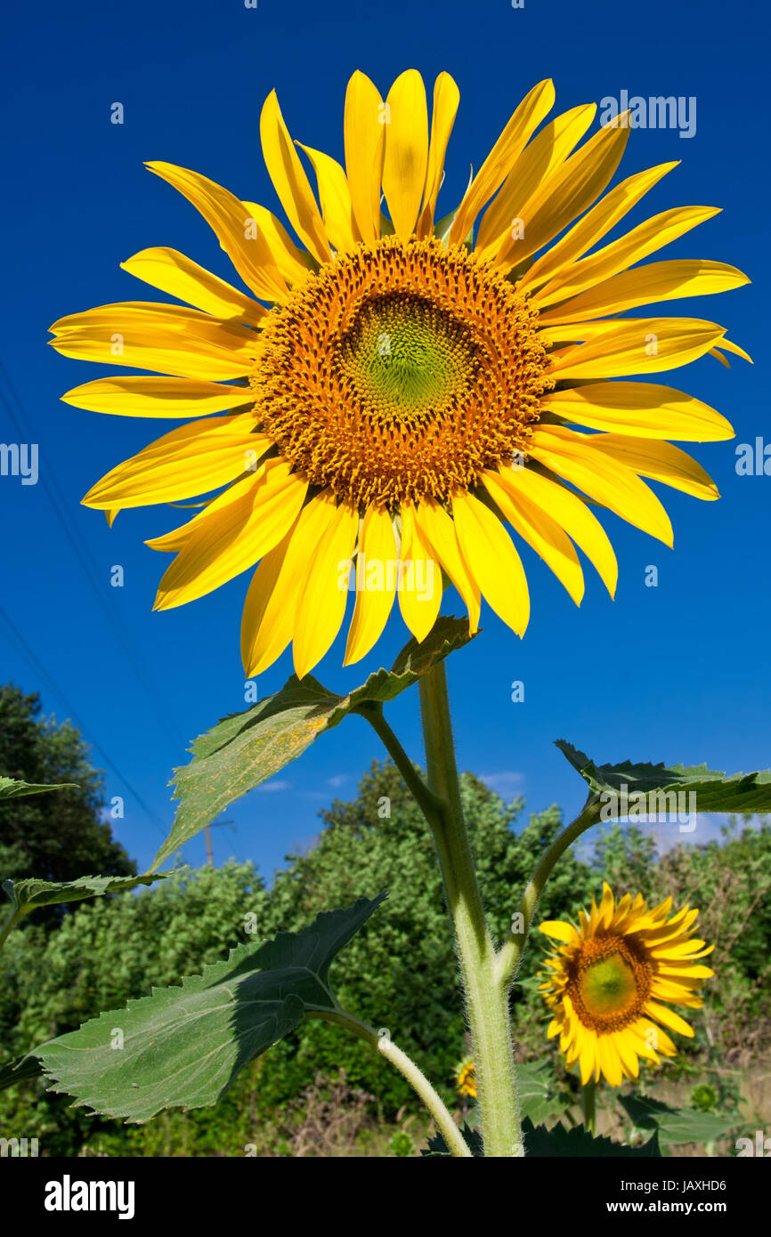Beautiful close-up photo of big yellow sunflower Stock Photo - Alamy
