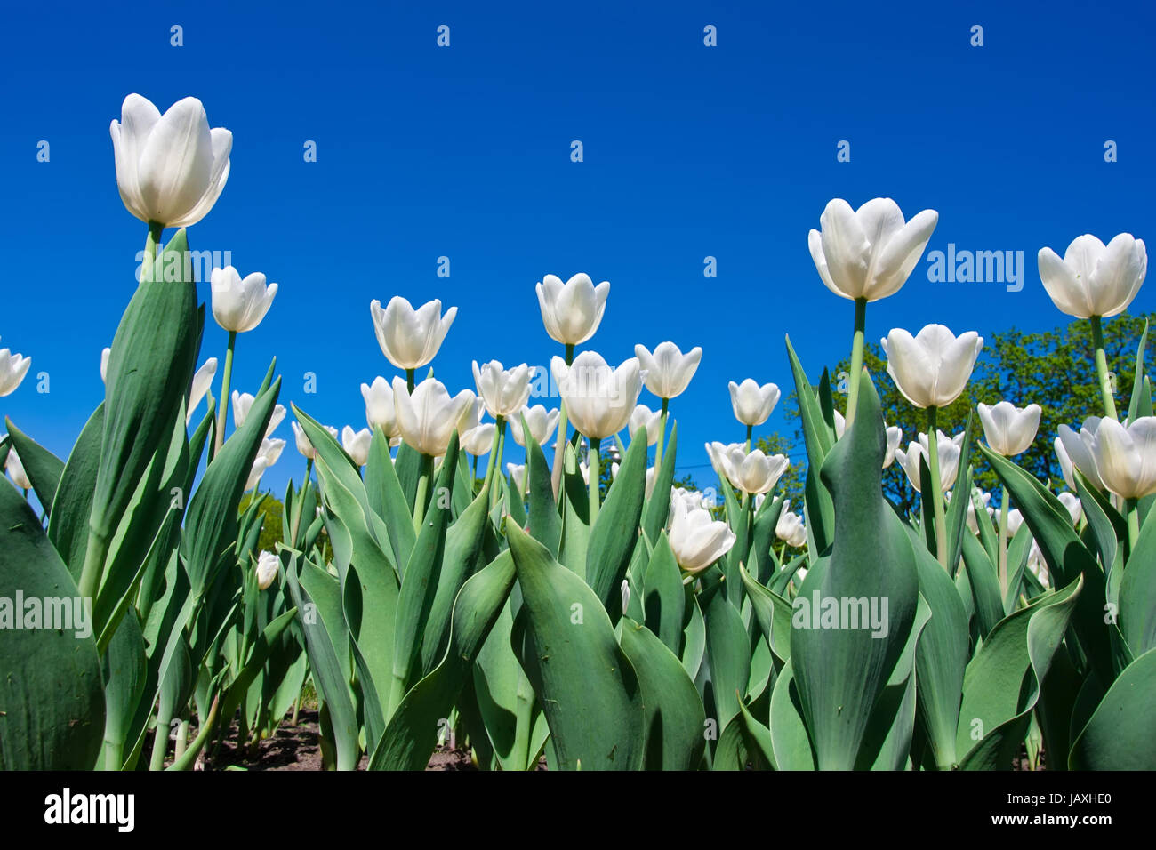 Beautiful colourful tulip flowers background in spring Stock Photo - Alamy