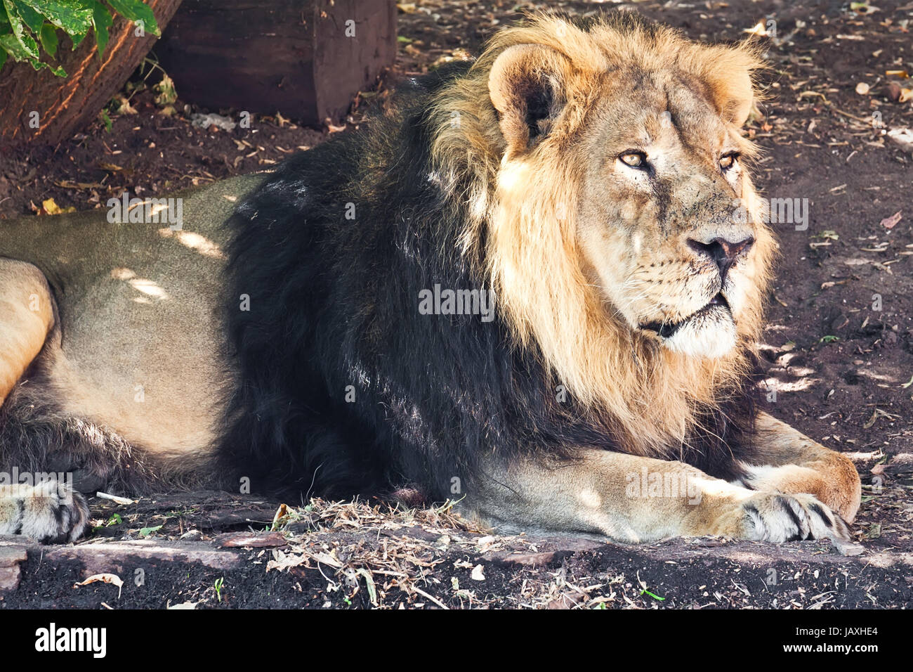 King of animals - African male lion in zoo Stock Photo - Alamy