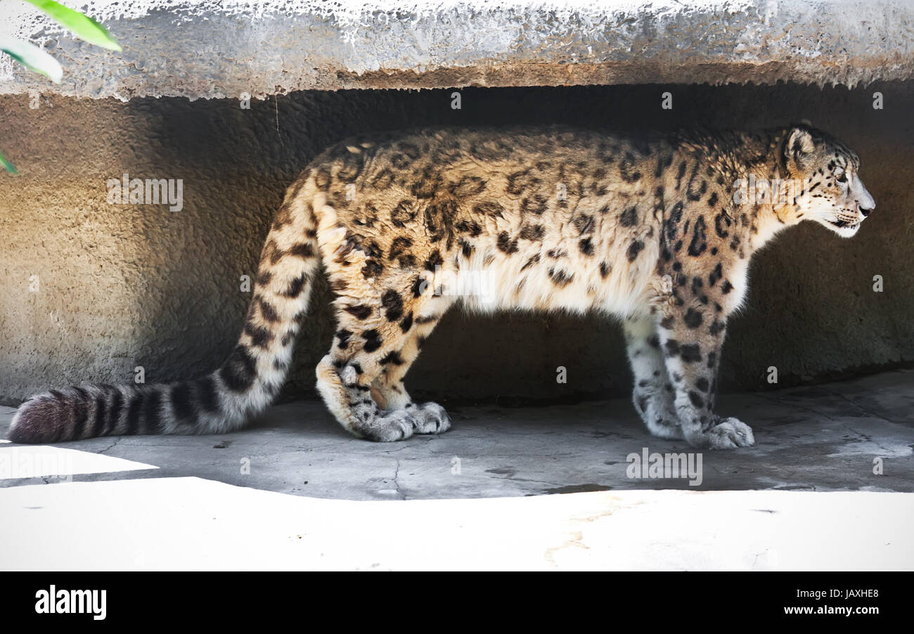 Beautiful close-up photo of rare Snow Leopard Stock Photo - Alamy