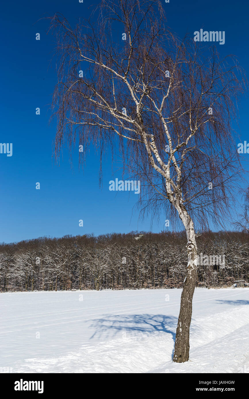 Birke im Winter Stock Photo - Alamy