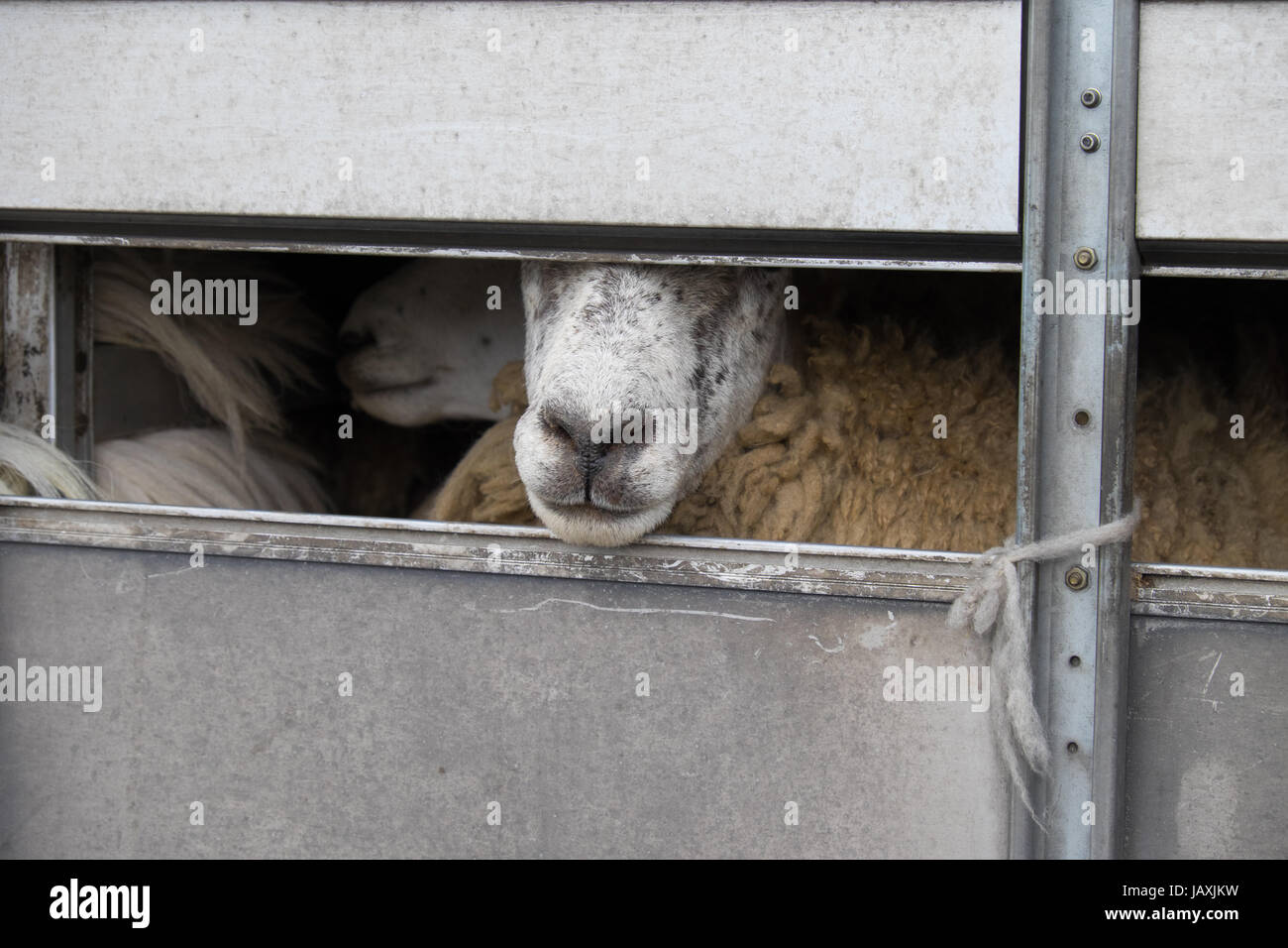 Cargo sheep hi-res stock photography and images - Alamy