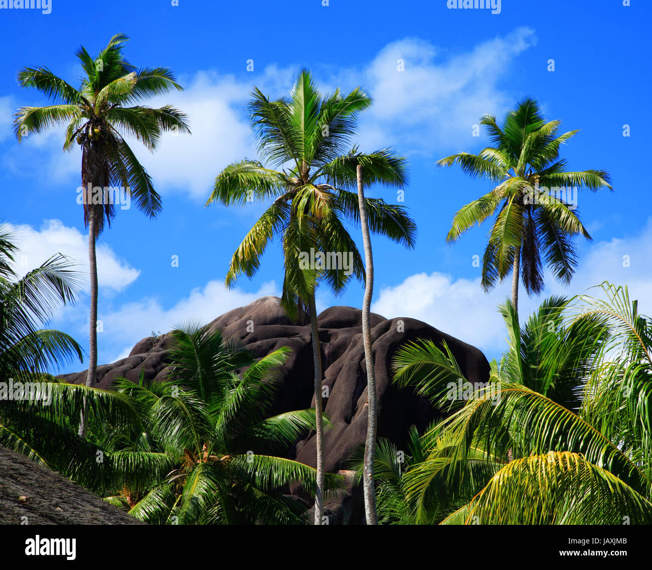 Palm trees and granite rocks, Island La Digue, Republic of Seychelles ...