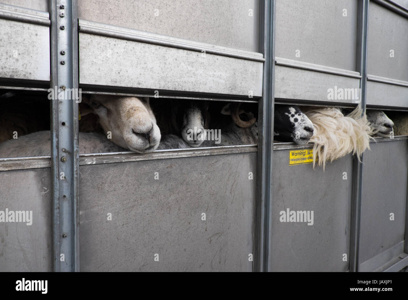 Cargo sheep hi-res stock photography and images - Alamy