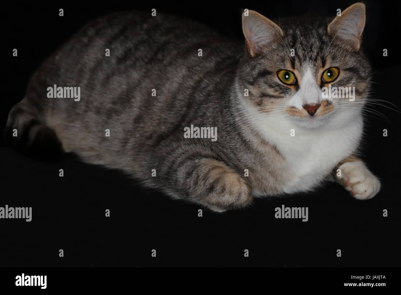 getigerte Katze mit schwarzem Hintergrund Stock Photo - Alamy