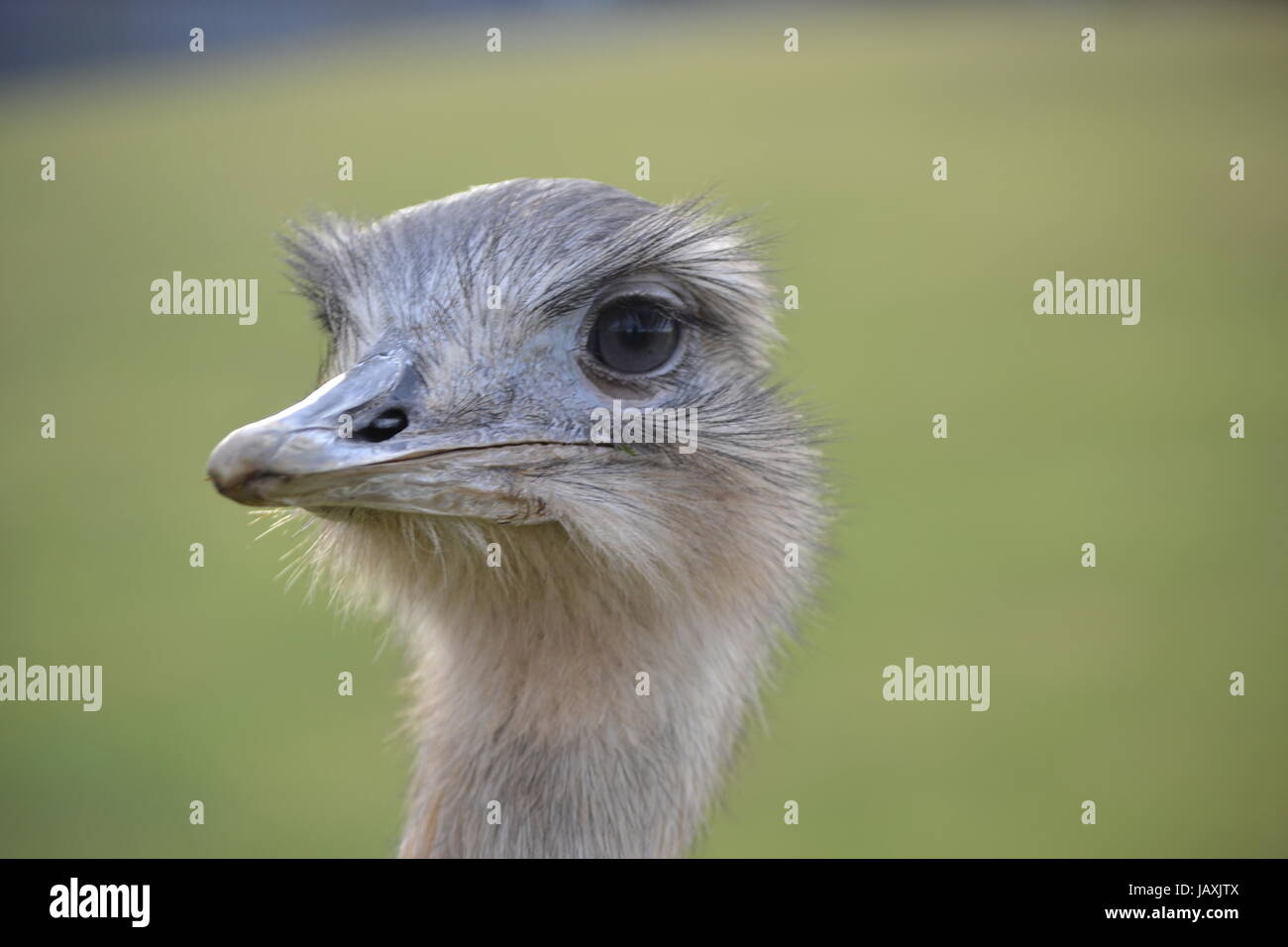 Cursorial hi-res stock photography and images - Alamy
