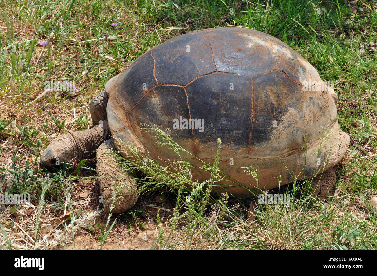 Aldabra giant tortoise feeding on grass. Reptile animal Stock Photo - Alamy