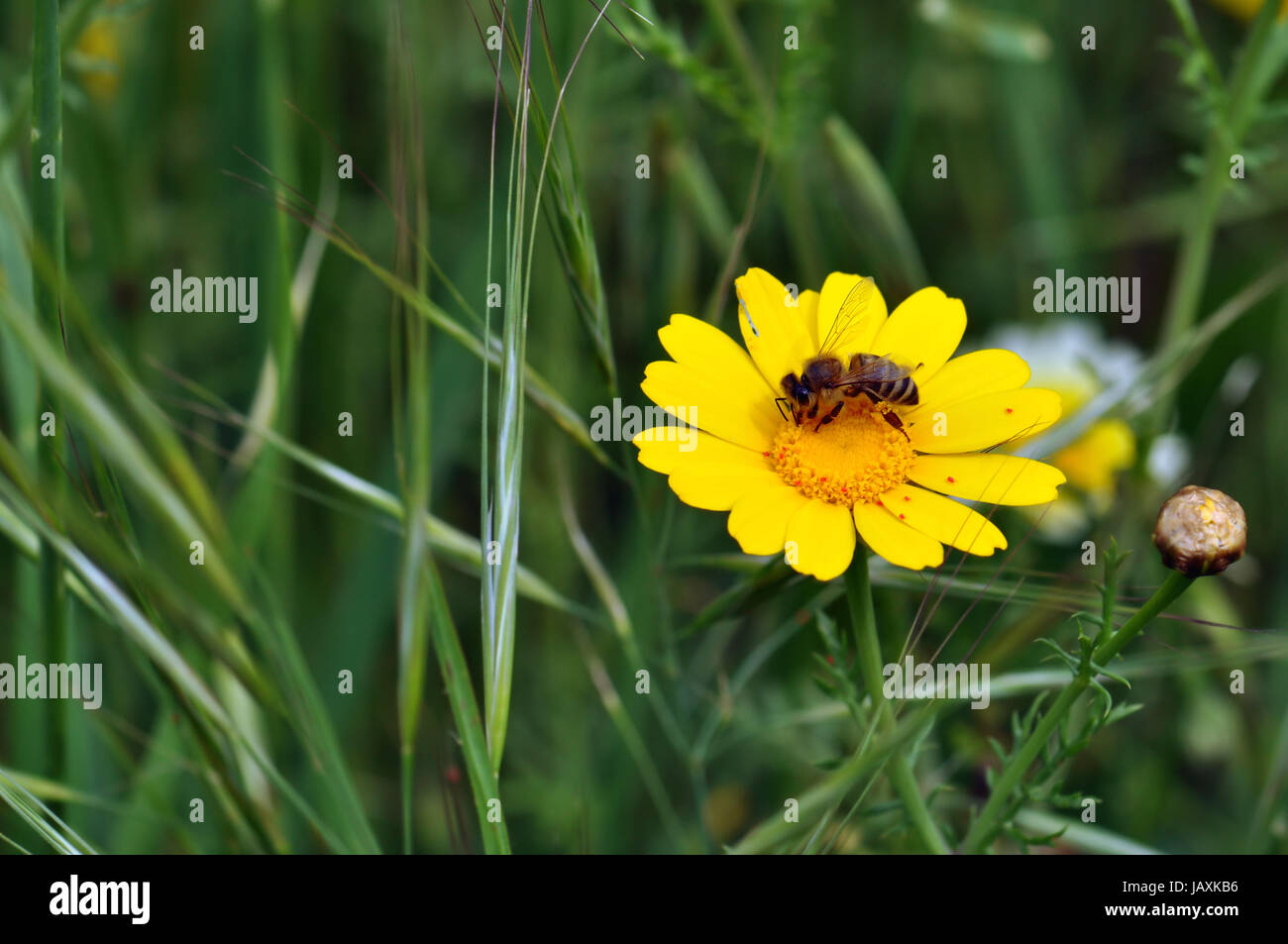 Bee and tiny red mites on yellow wild flower. Spring season background ...
