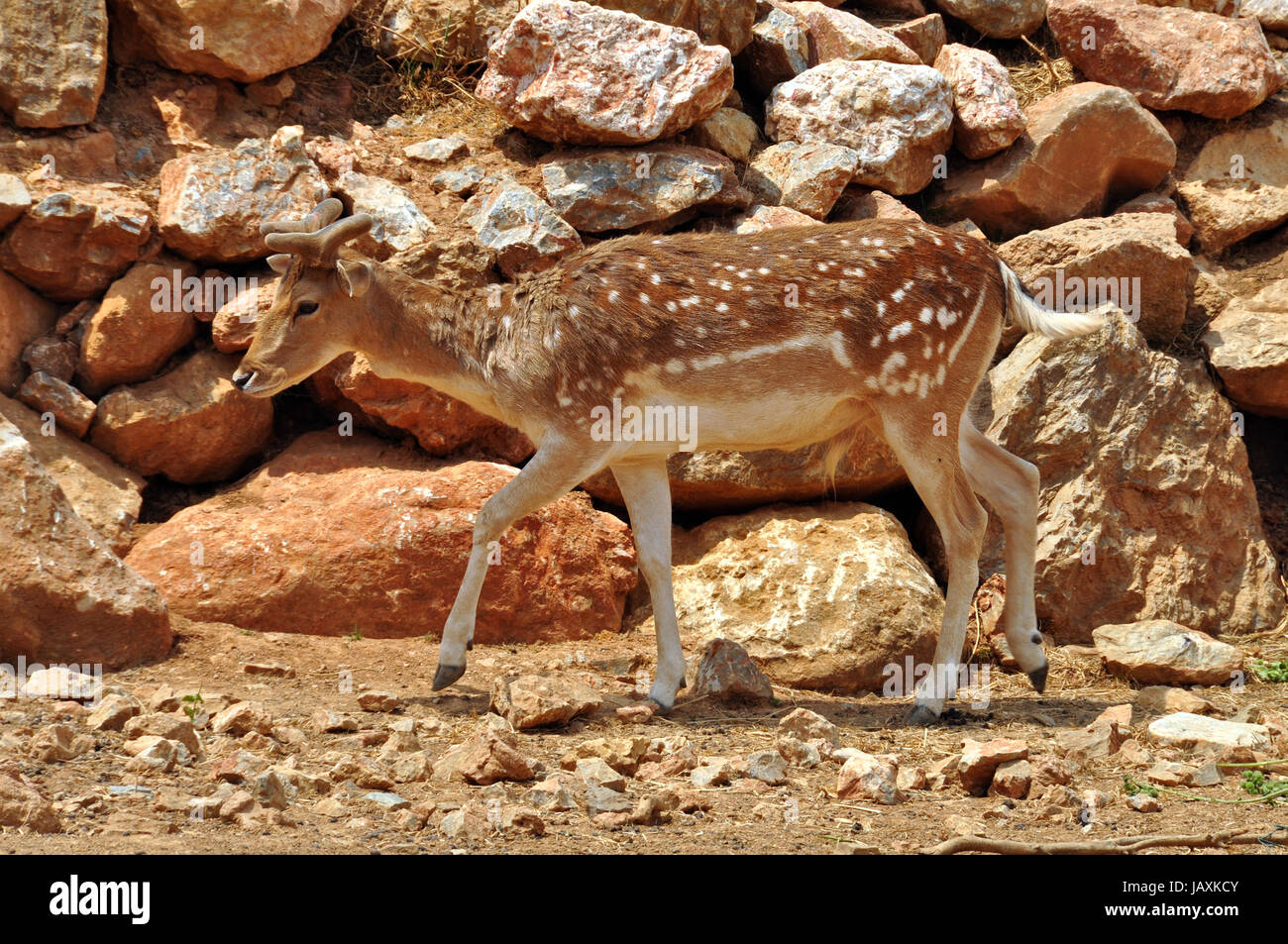 Fallow deer with growing antlers. Young male with spotted coat native ...