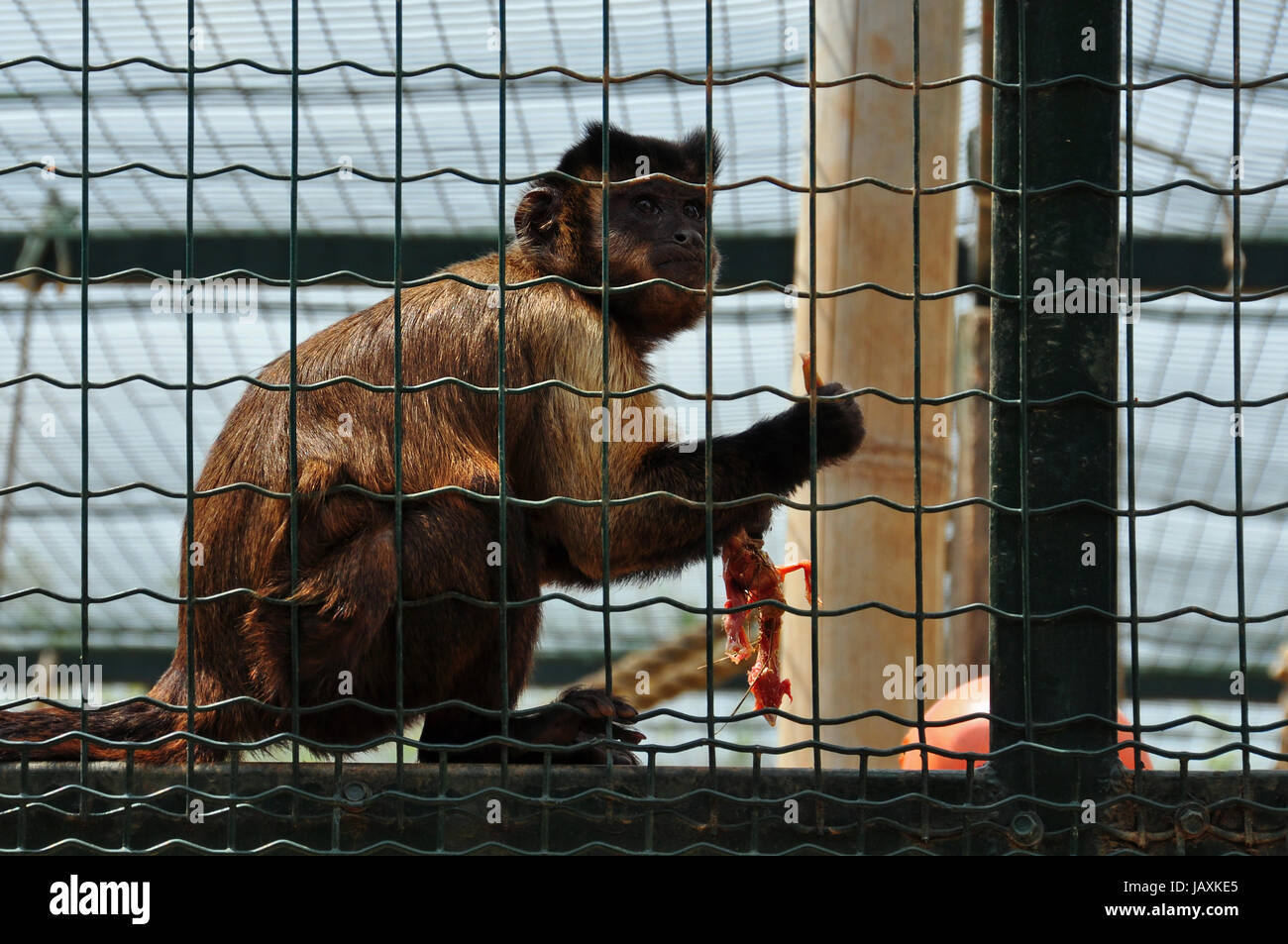 Capuchin bird hi-res stock photography and images - Alamy