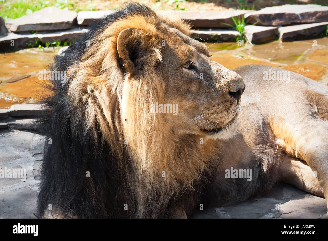King of animals - African male lion in zoo Stock Photo - Alamy
