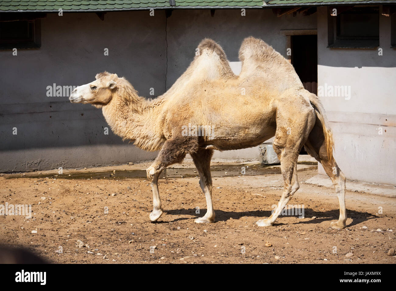 Nice close up photo of big camel Stock Photo - Alamy