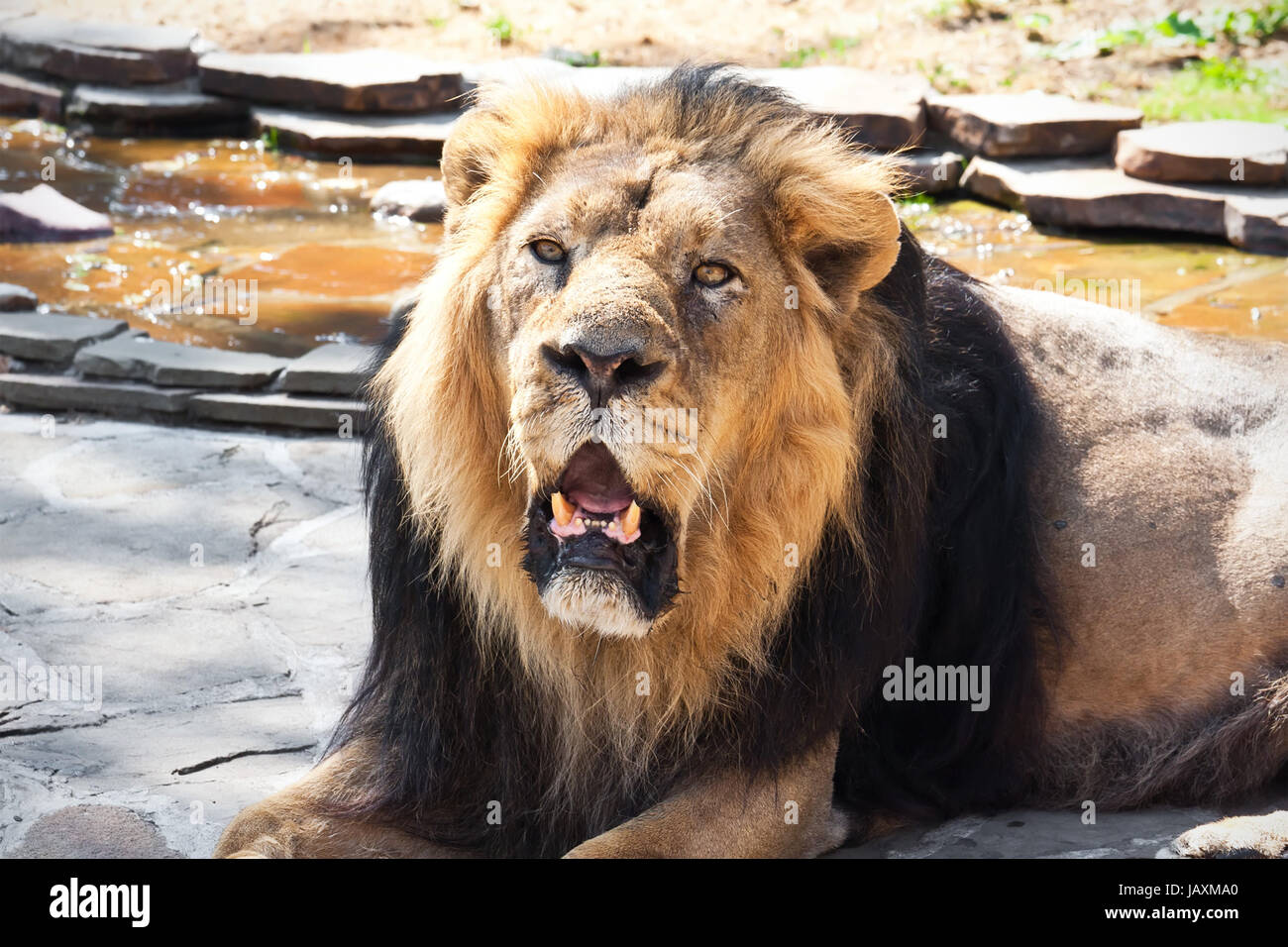 King of animals - African male lion in zoo Stock Photo - Alamy