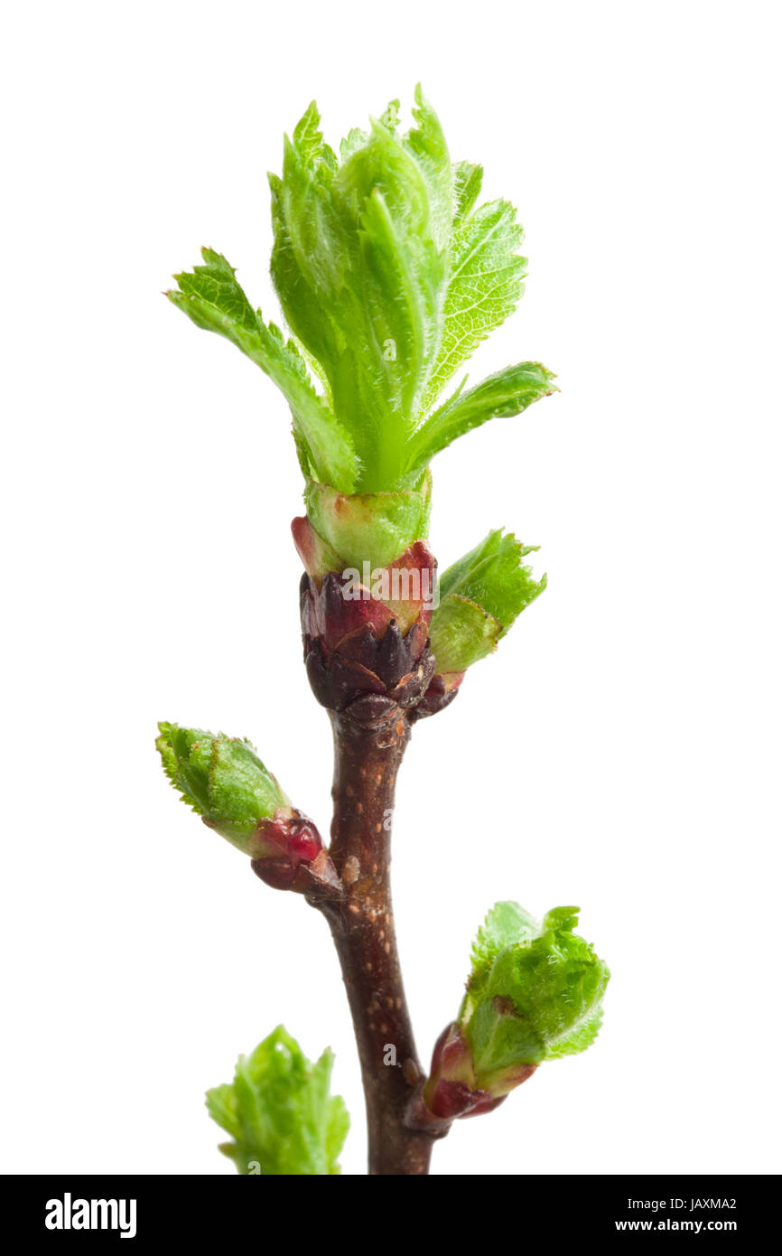 Blossoming spring buds and green leaves isolated on white background ...