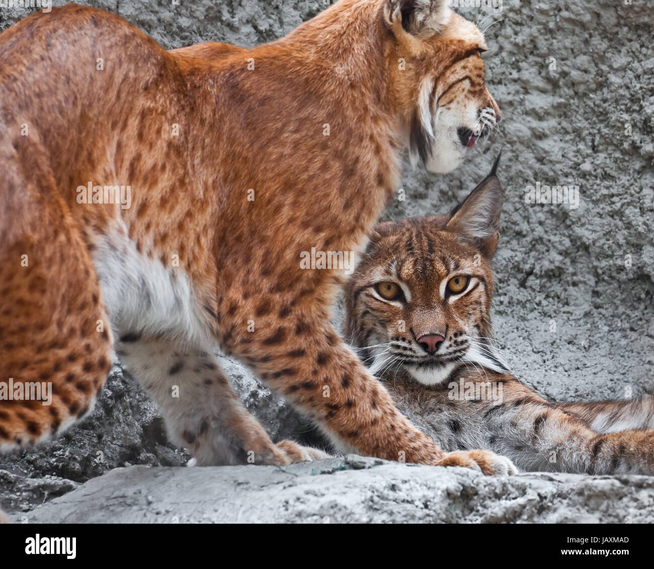 Beautiful photo of graceful big cat Lynx Stock Photo - Alamy