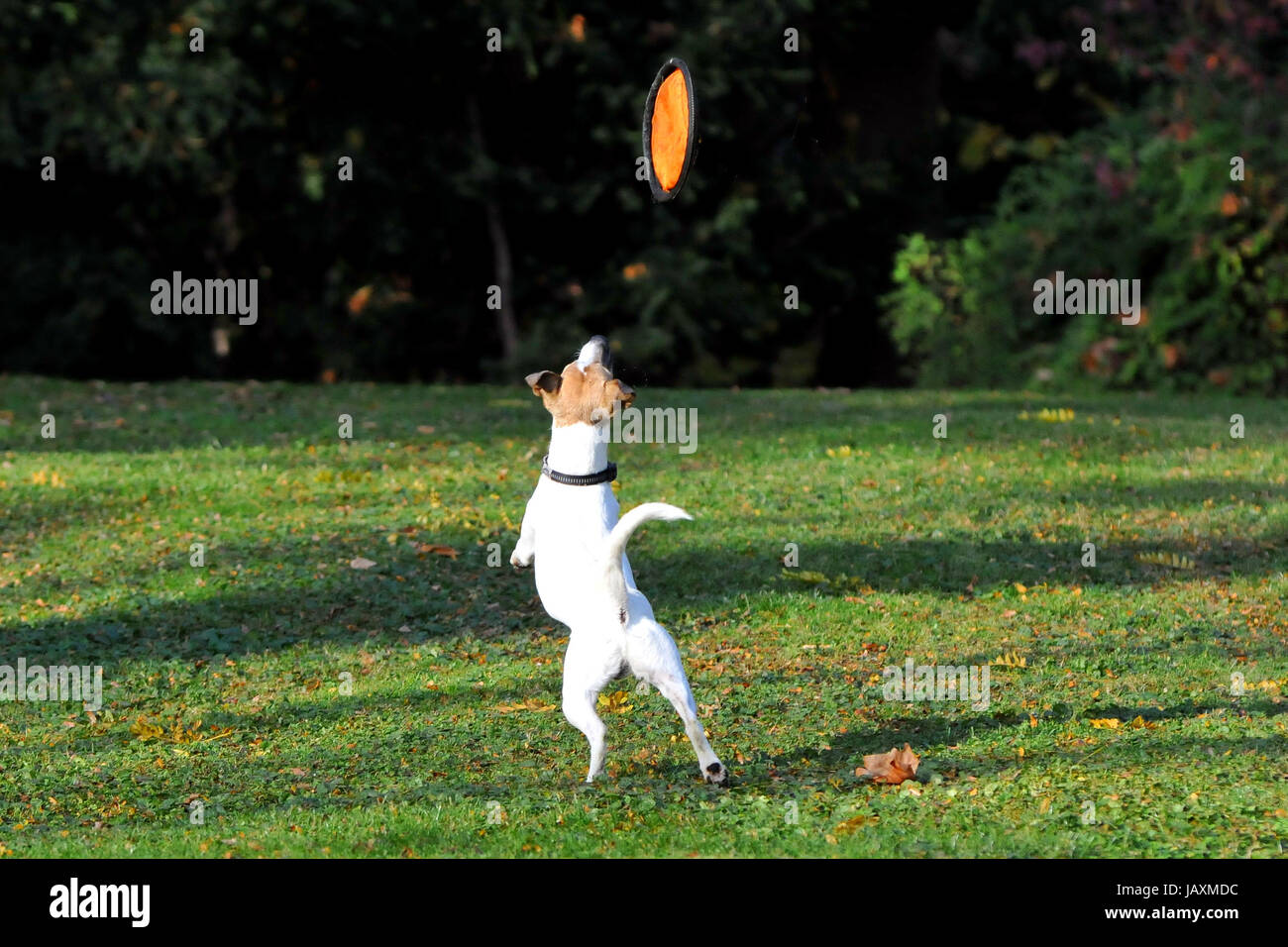 catch the disc Stock Photo - Alamy