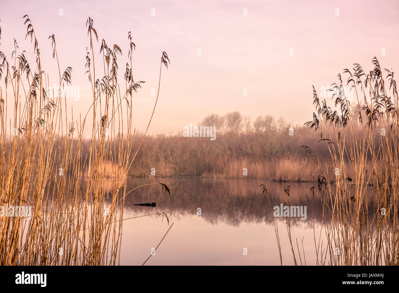 Small idyllic lake on a misty autumn morning Stock Photo - Alamy