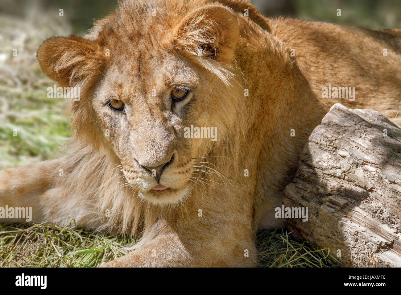 Lying lion hi-res stock photography and images - Alamy
