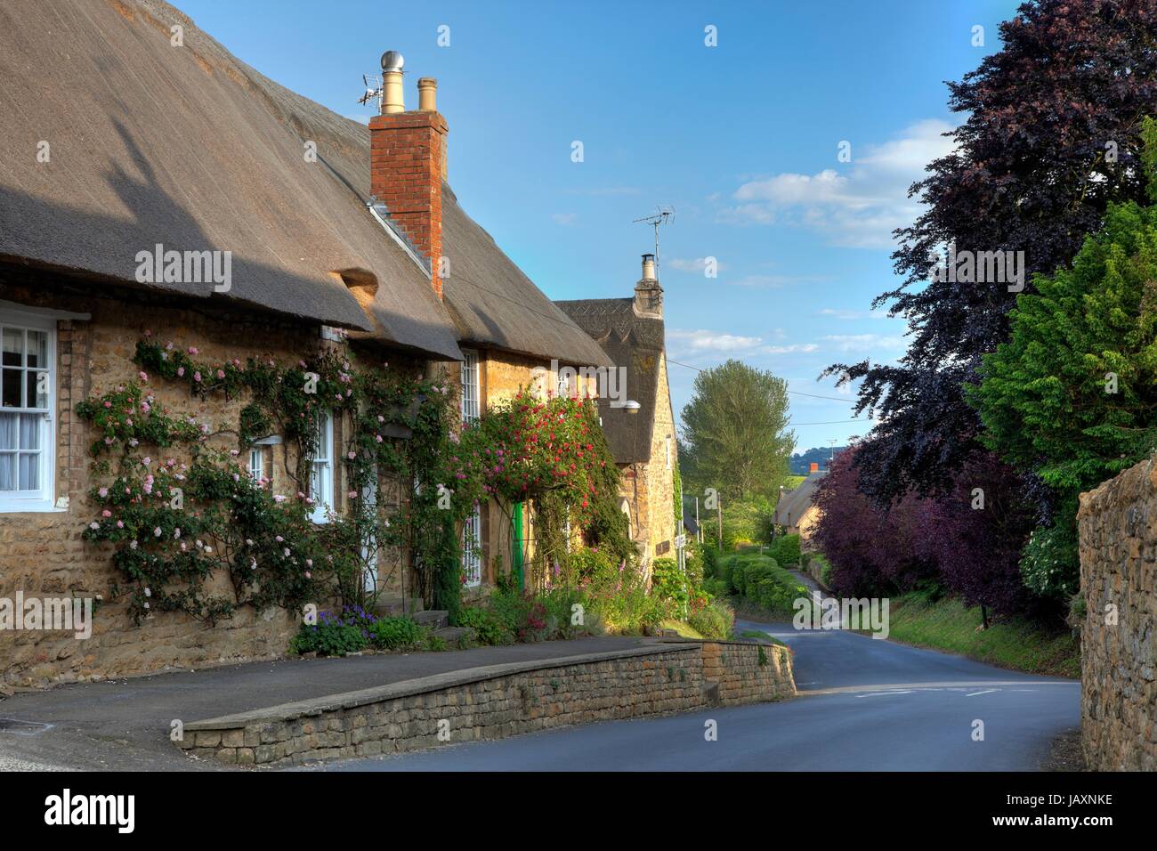 Rose covered thatched cottage, Ebrington, Gloucestershire, England ...