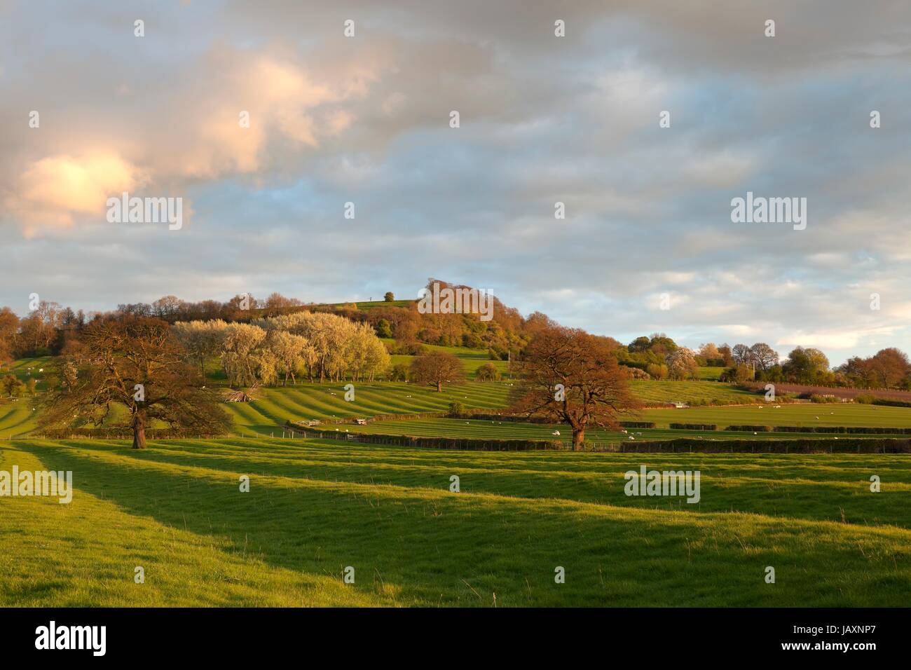 Ancient ridge and furrow field patterns, Warwickshire, England Stock ...