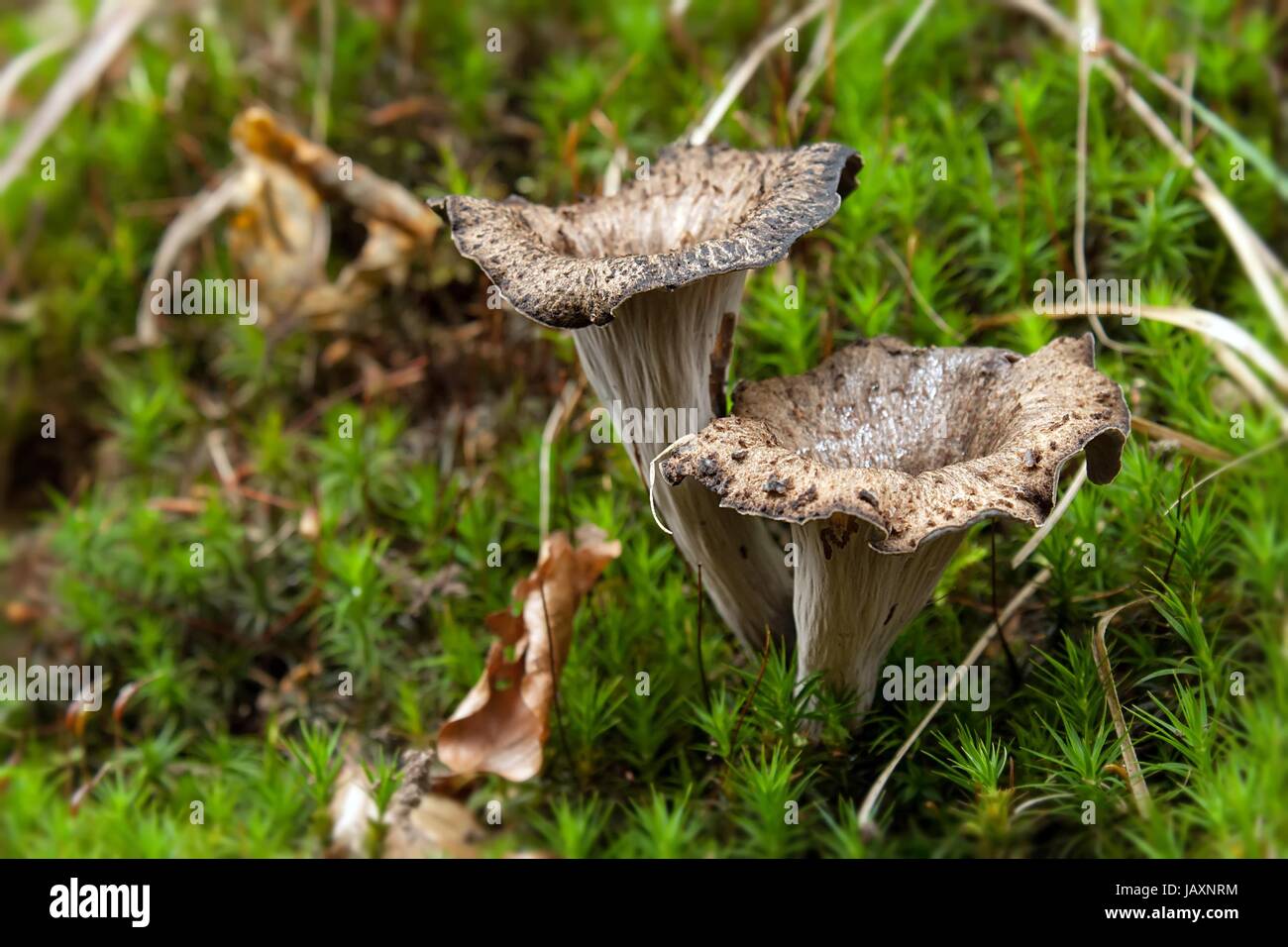 Polytrichum attenuatum hi-res stock photography and images - Alamy
