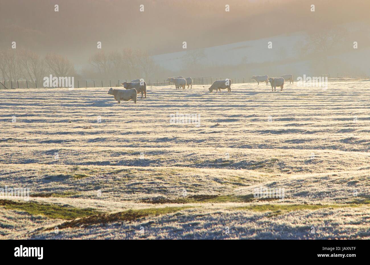 Cattle on a frosty morning in the Cotswolds, Weston Subedge near ...