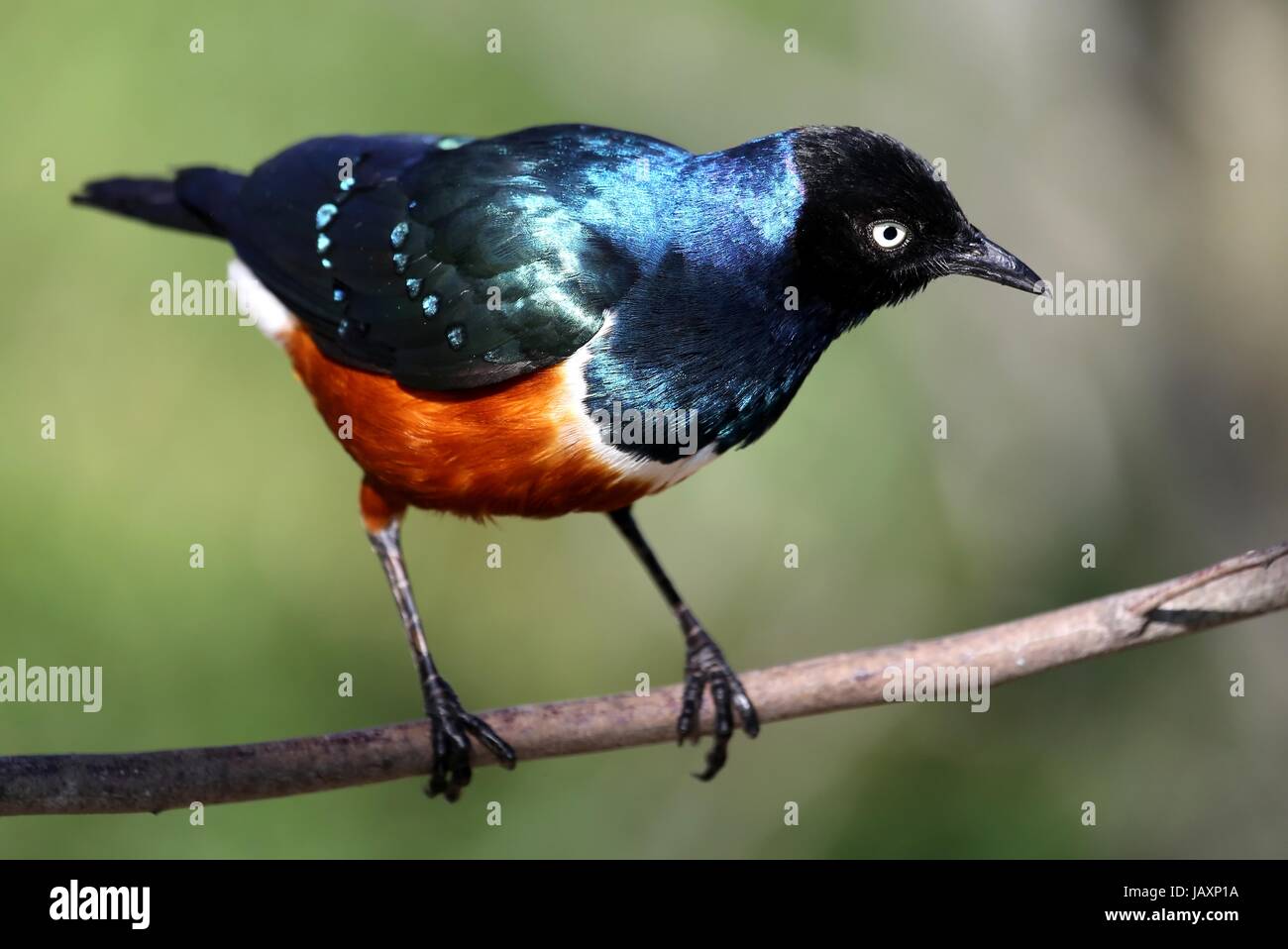 Beautiful Superb Starling bird with bright shiny feathers Stock Photo ...