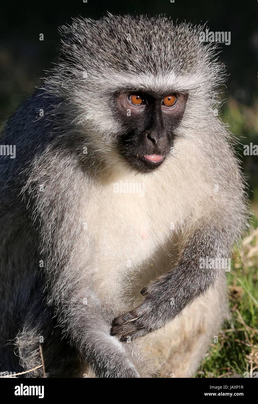 Humorous Vervet monkey with squint eye expression Stock Photo - Alamy