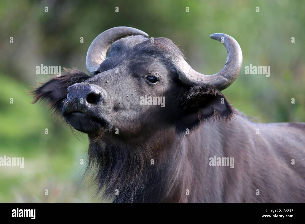 Young buffalo bull will alert look and large ears Stock Photo - Alamy