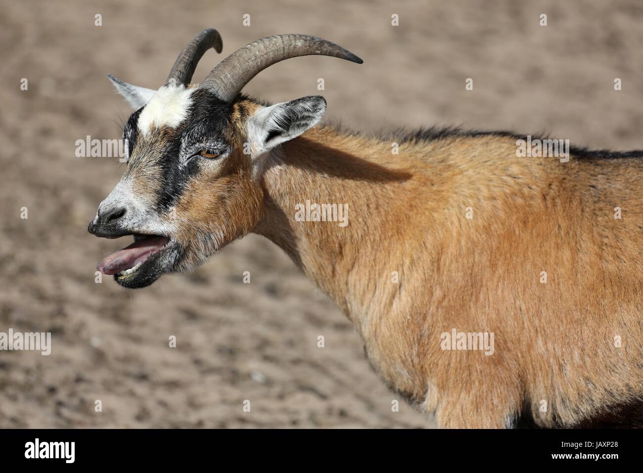 Male billy goat bleating with it;s mouth open and showing tongue Stock ...
