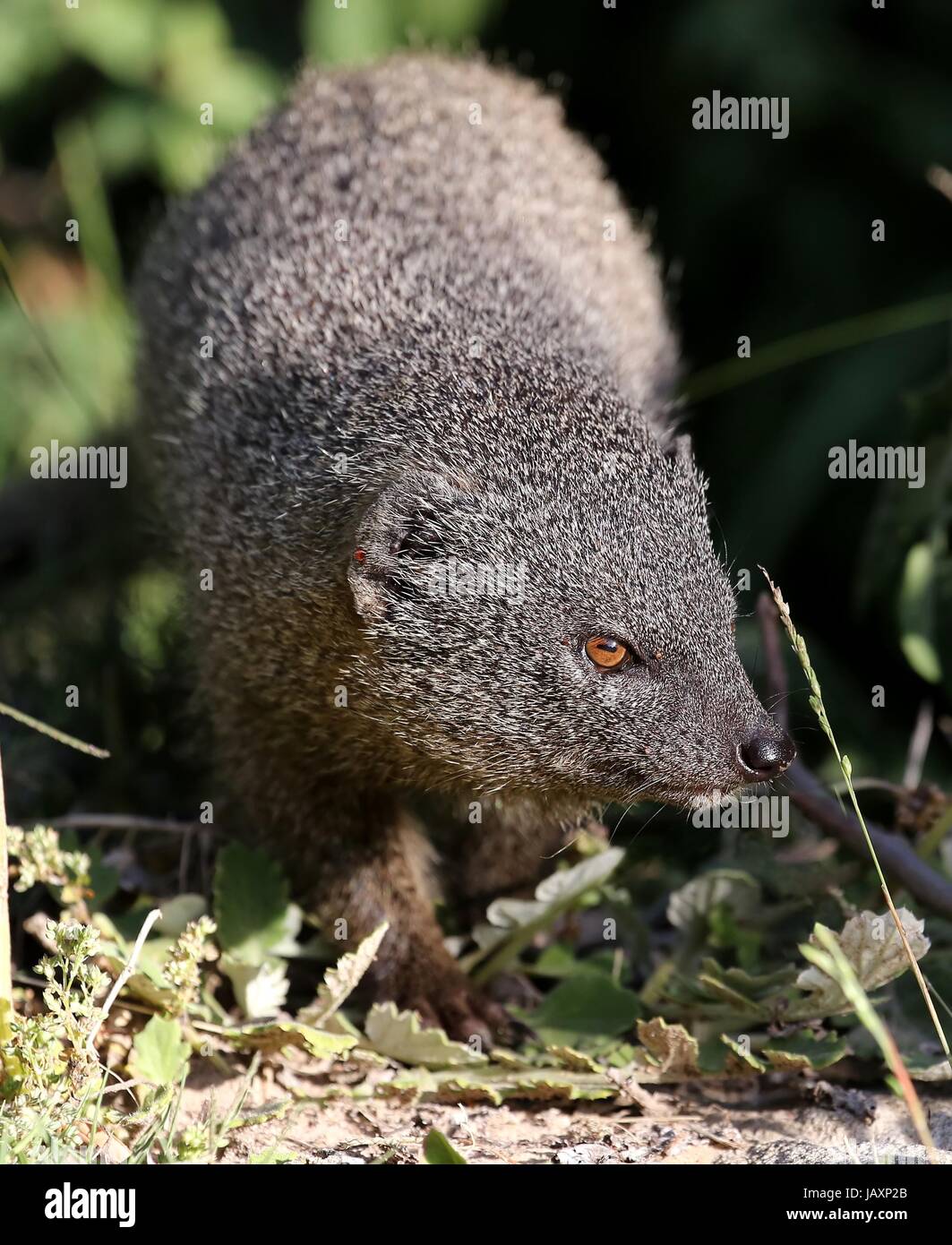 Cute Grey Mongoose hunting in the African undergrowth Stock Photo - Alamy