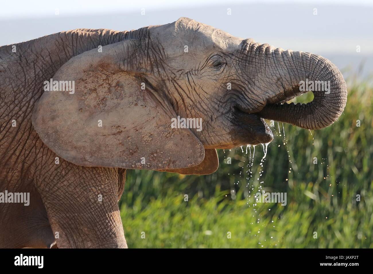 Female African elephant drinking water from it's trunk Stock Photo - Alamy