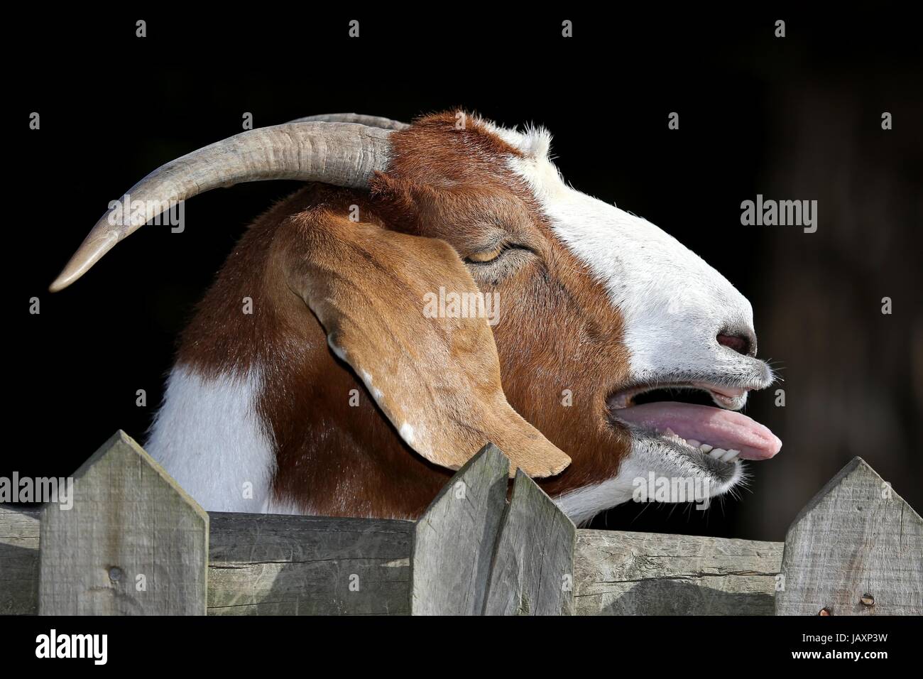 Male billy goat bleating with it;s mouth open and looking over fence ...