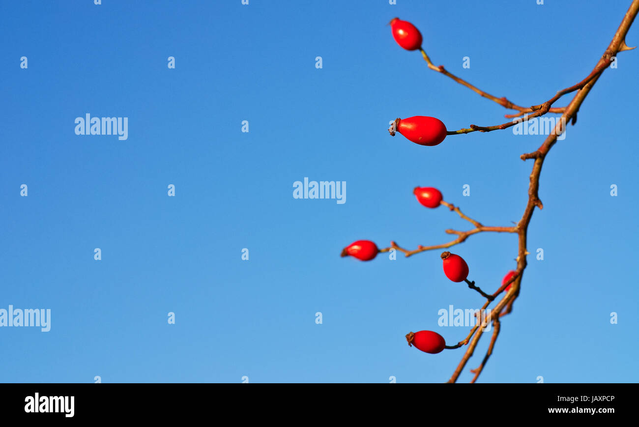 buds of rosehip Stock Photo - Alamy